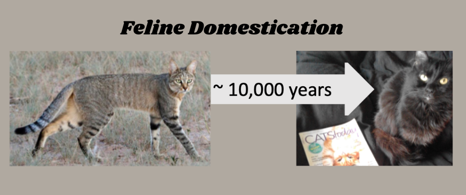 Feline Domestication | Academic Cat Lady